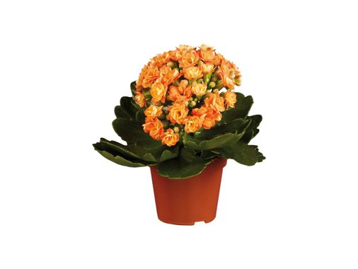 Мини каланхое | Лидл | Oferta.bg