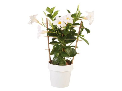 Дипладения | Лидл | Oferta.bg