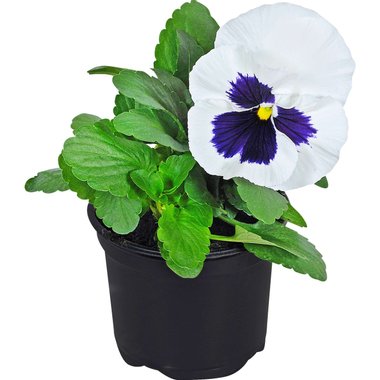 Теменужка | Kaufland | Oferta.bg