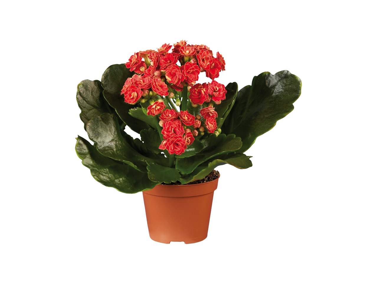 Мини каланхое | Лидл | Oferta.bg