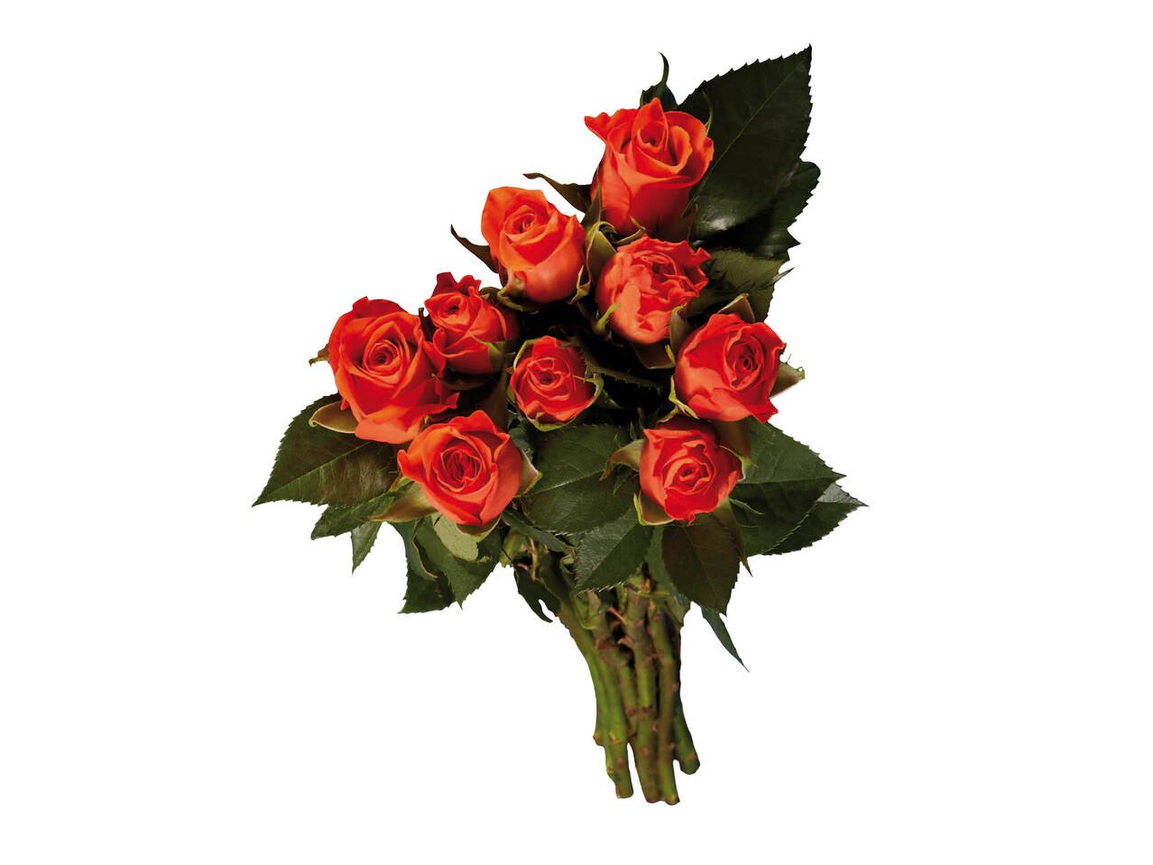 Рози | Лидл | Oferta.bg