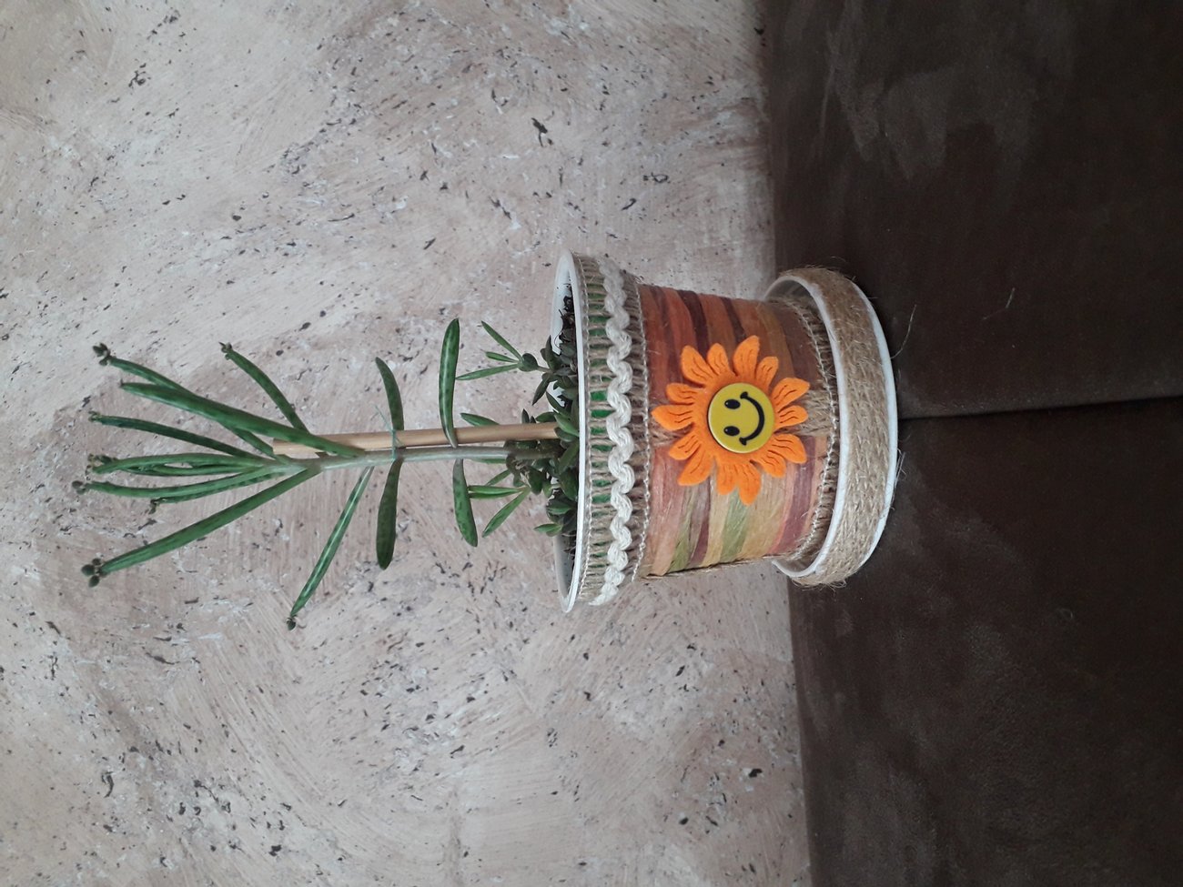 Каланхое тубифлора | Цвете в кутийка | Oferta.bg