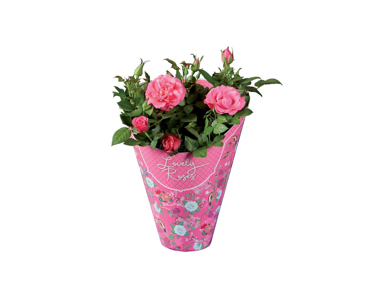 Рози | Лидл | Oferta.bg