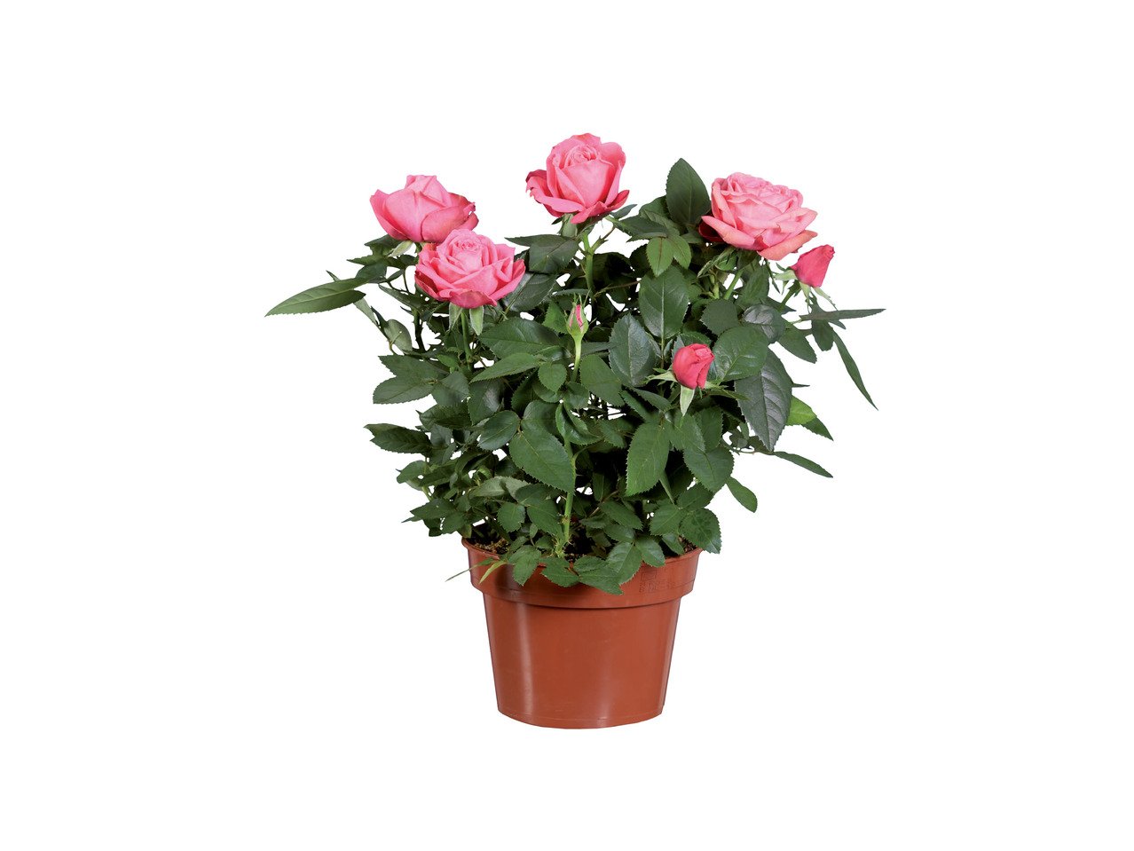 Рози | Лидл | Oferta.bg