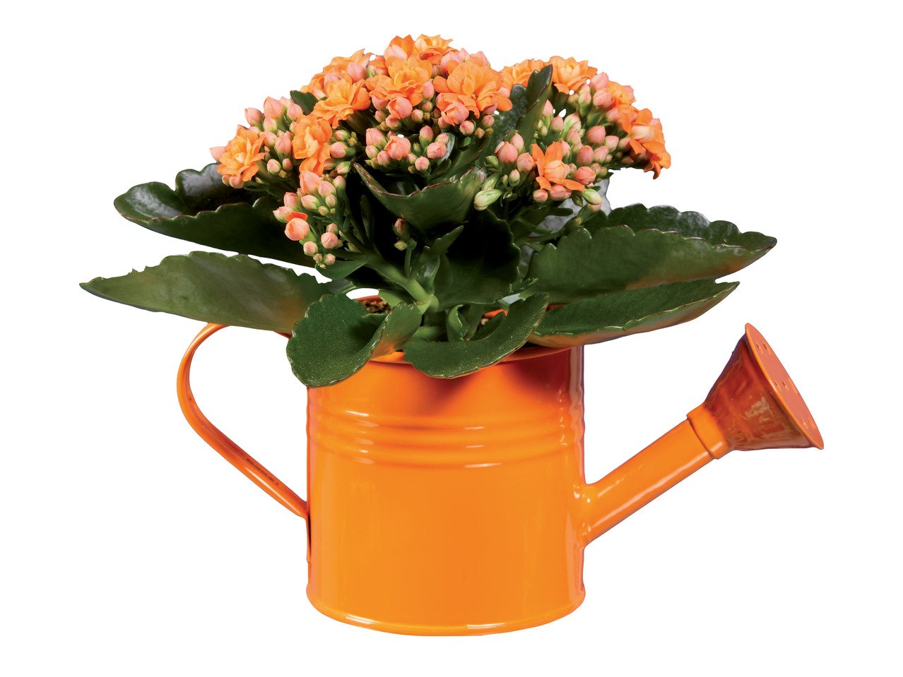 Мини каланхое | Лидл | Oferta.bg