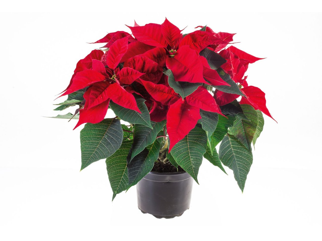 Коледна звезда | Лидл | Oferta.bg