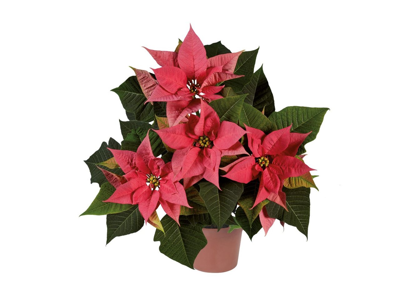 Коледна звезда | Лидл | Oferta.bg