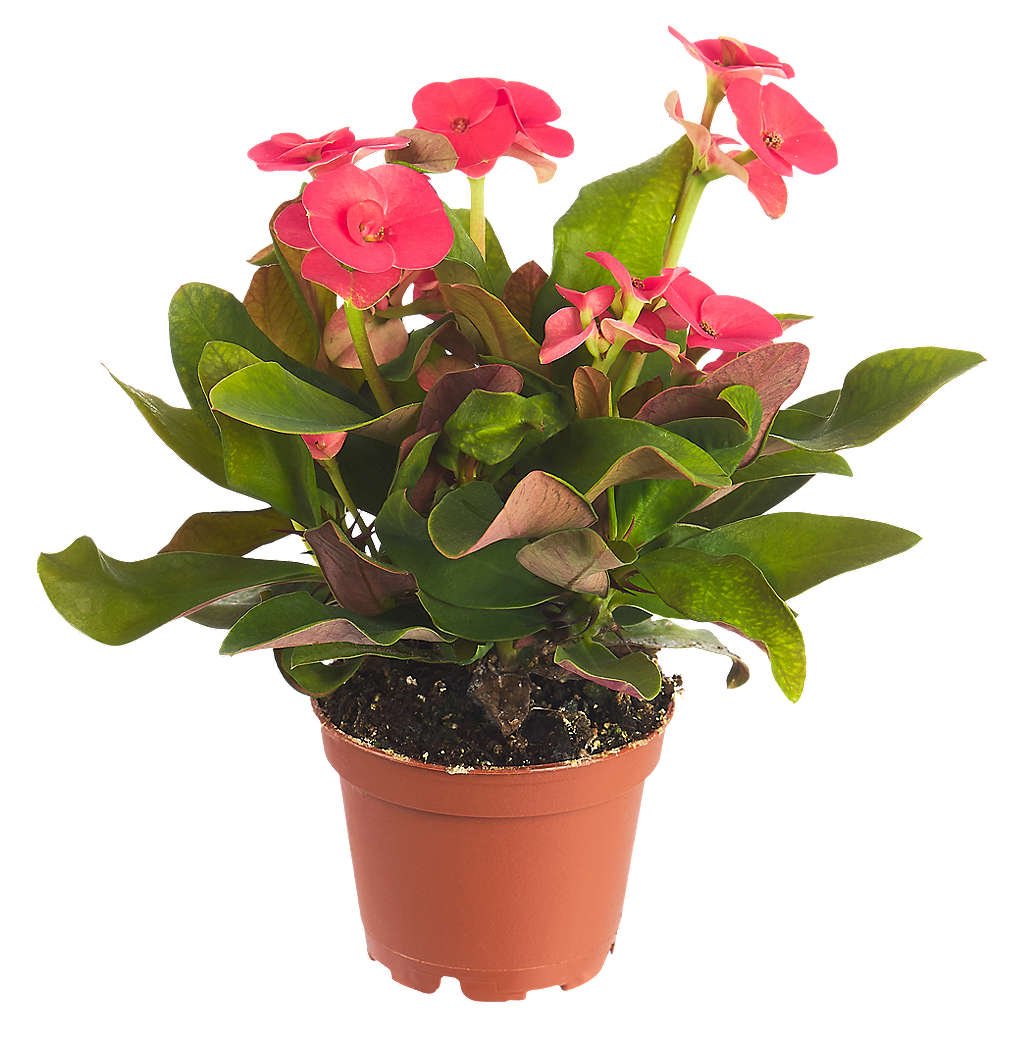 Миниеуфорбия или Миникампанула | Kaufland | Oferta.bg